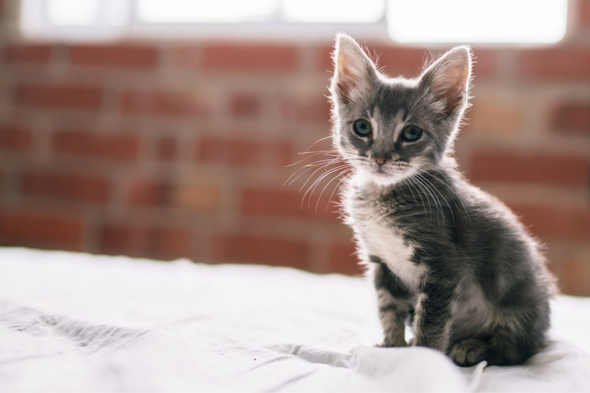 Surgery Consent Form - Barta Animal Hospital