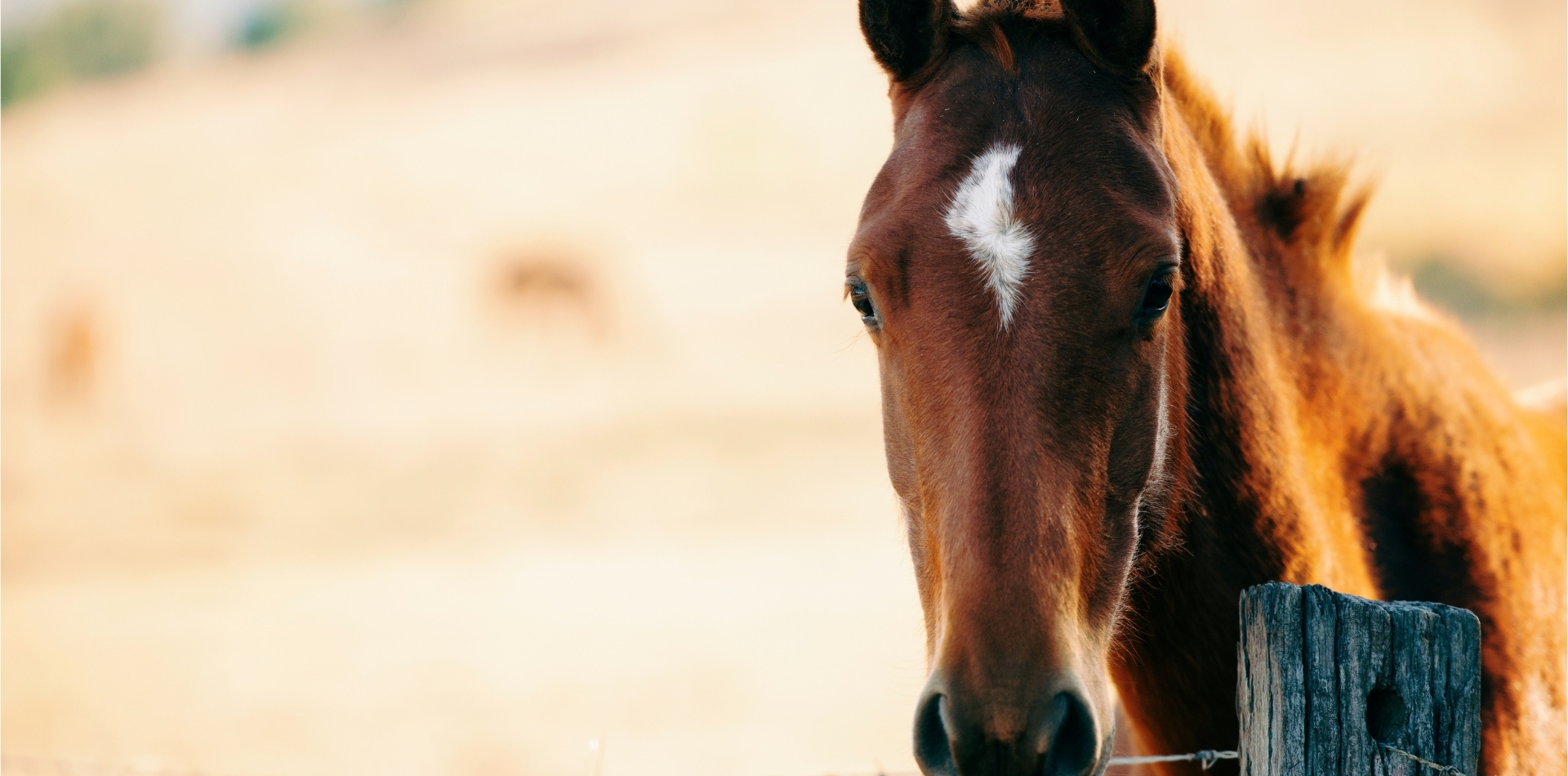 Independence, KS 67301 Veterinarian - Barta Animal Hospital