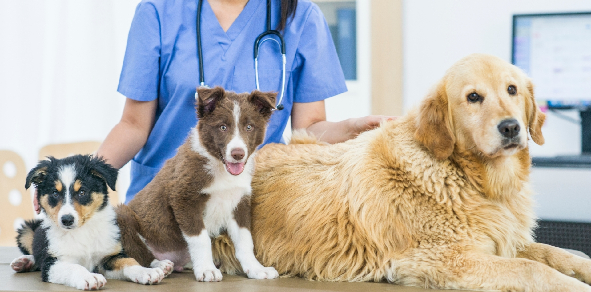 Independence, KS 67301 Hospital Tour - Barta Animal Hospital