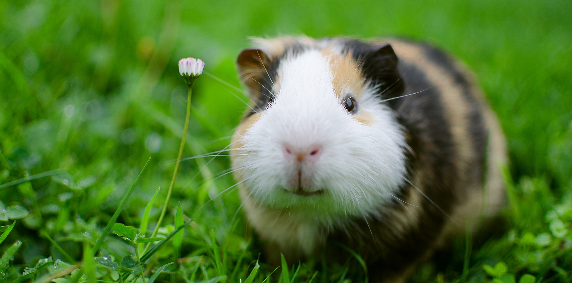 Independence, KS Barta Animal Hospital Photo Gallery