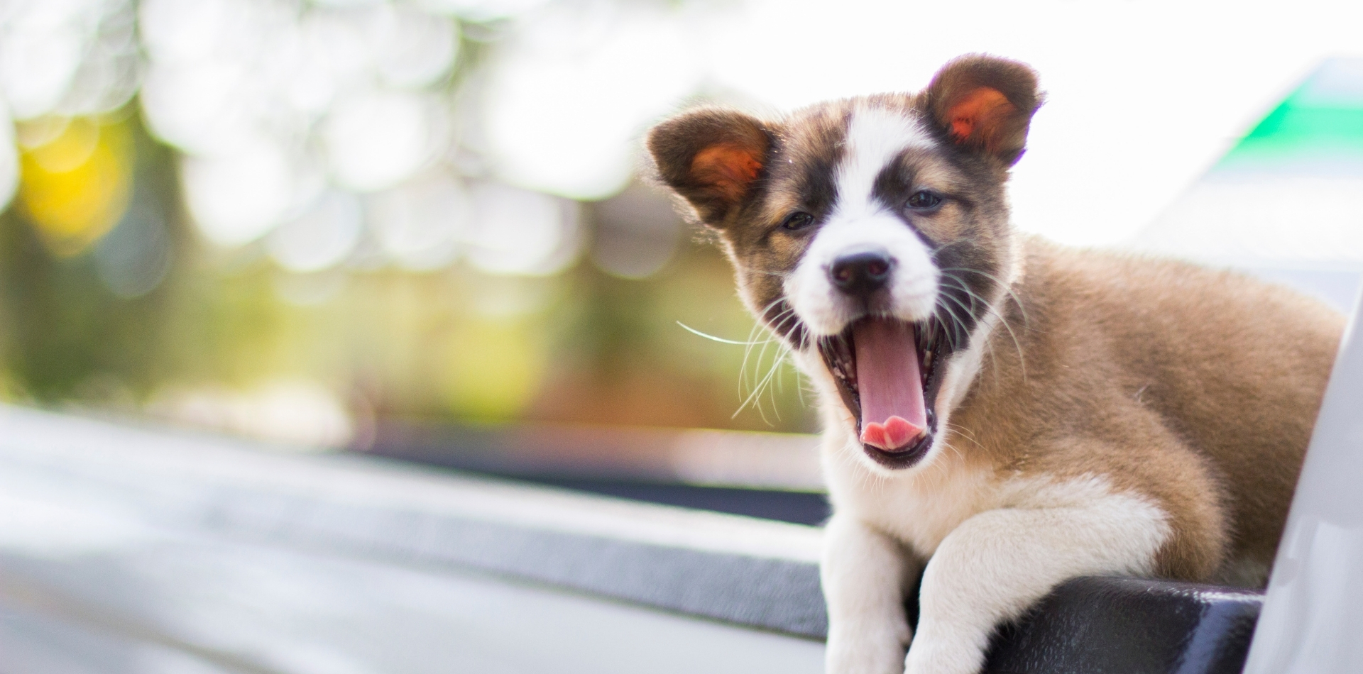 Independence, KS 67301 - Barta Animal Hospital Testimonials