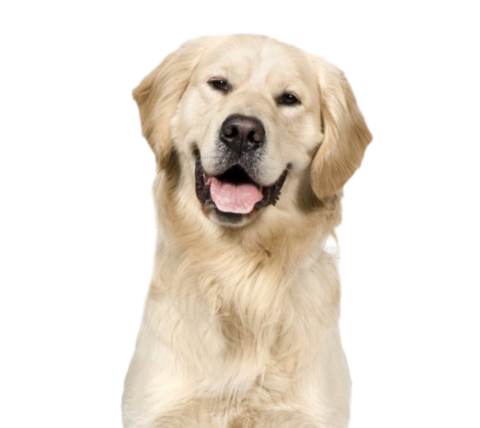 Independence, KS 67301 Veterinarian - Barta Animal Hospital